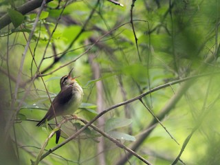 Swainson's Warbler - eBird