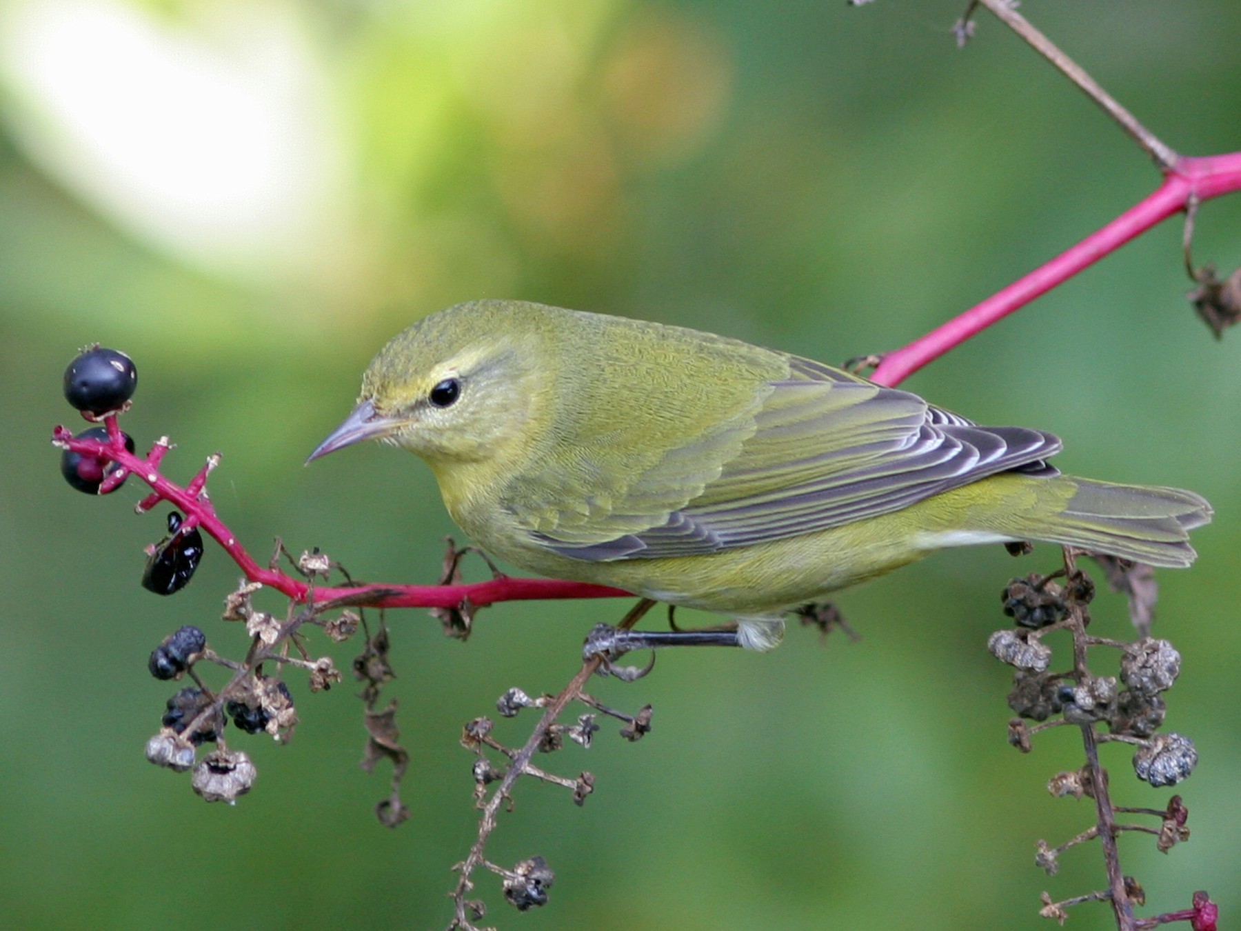 Tennessee Warbler - eBird