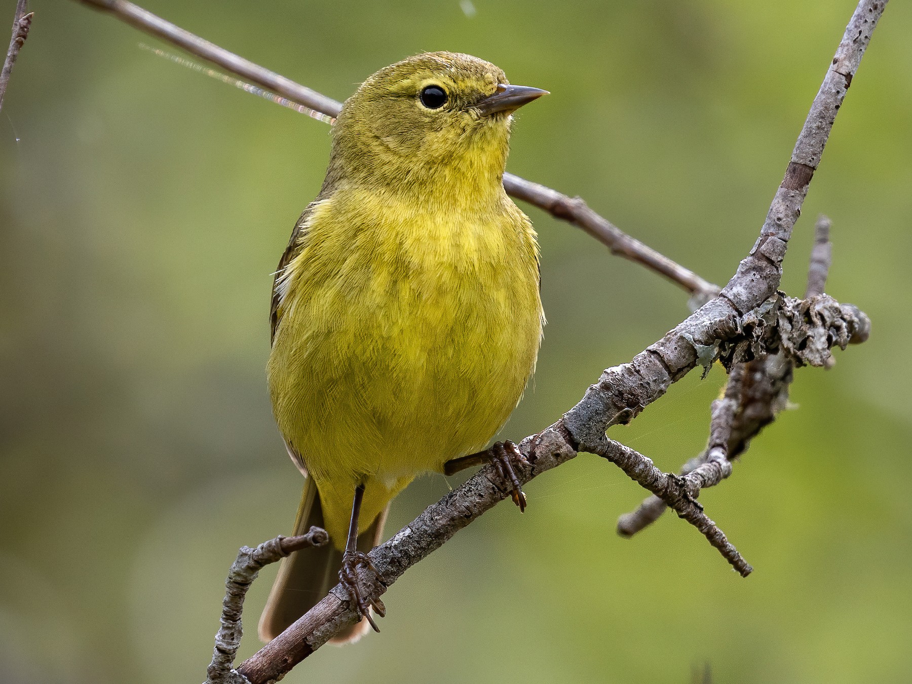 Orange-crowned Warbler - eBird