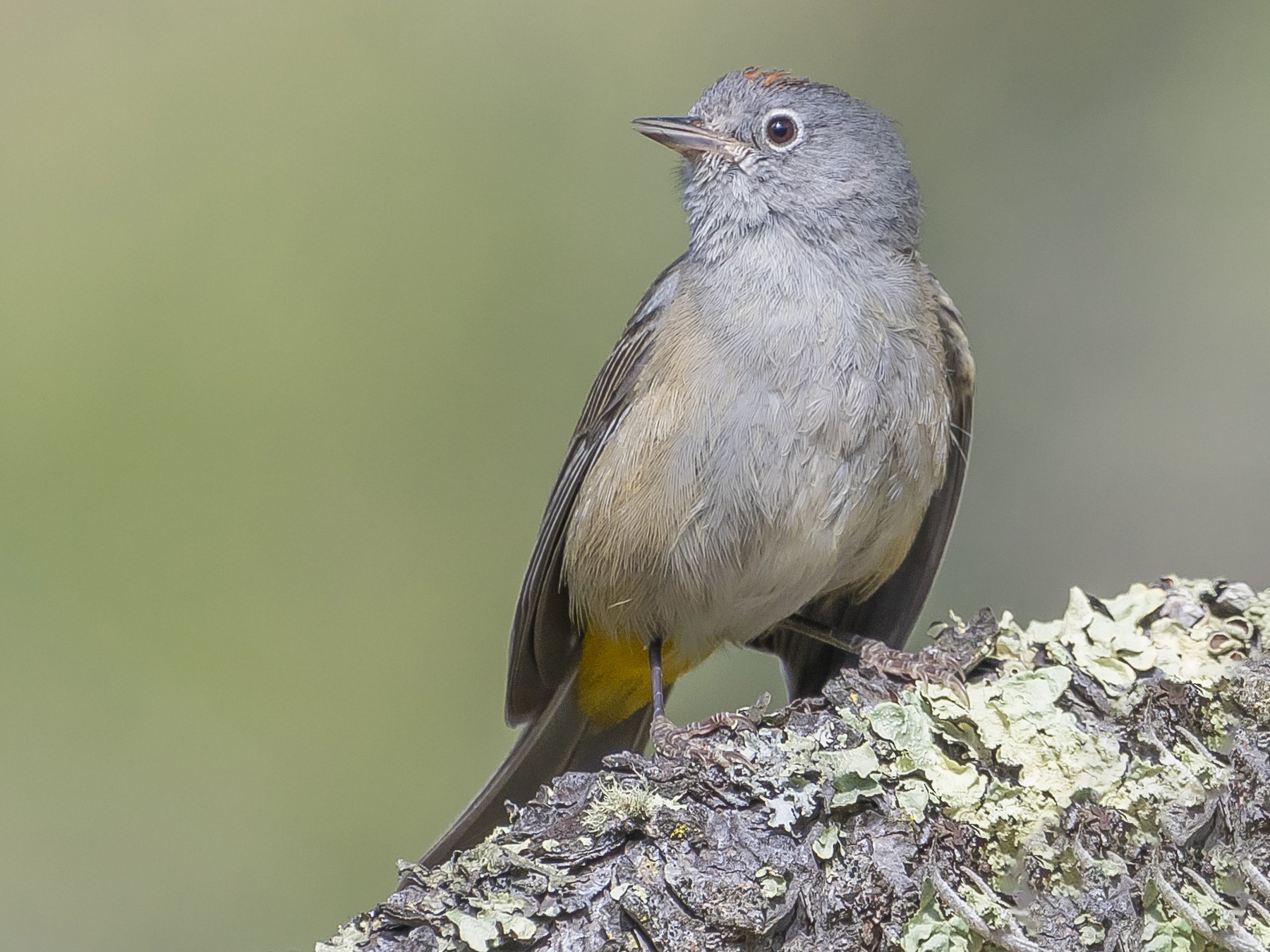Colima Warbler - eBird