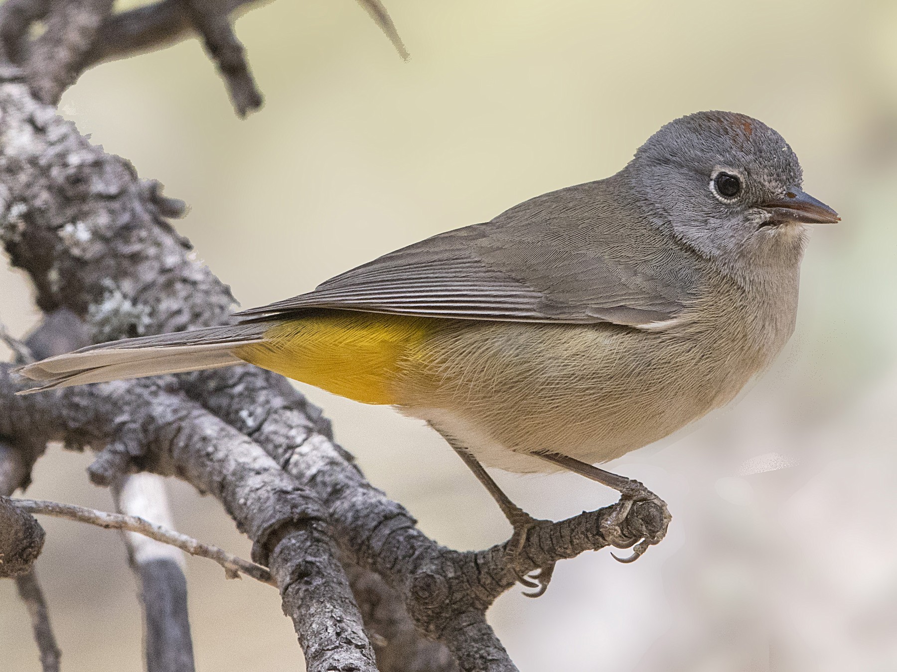 Colima Warbler - eBird