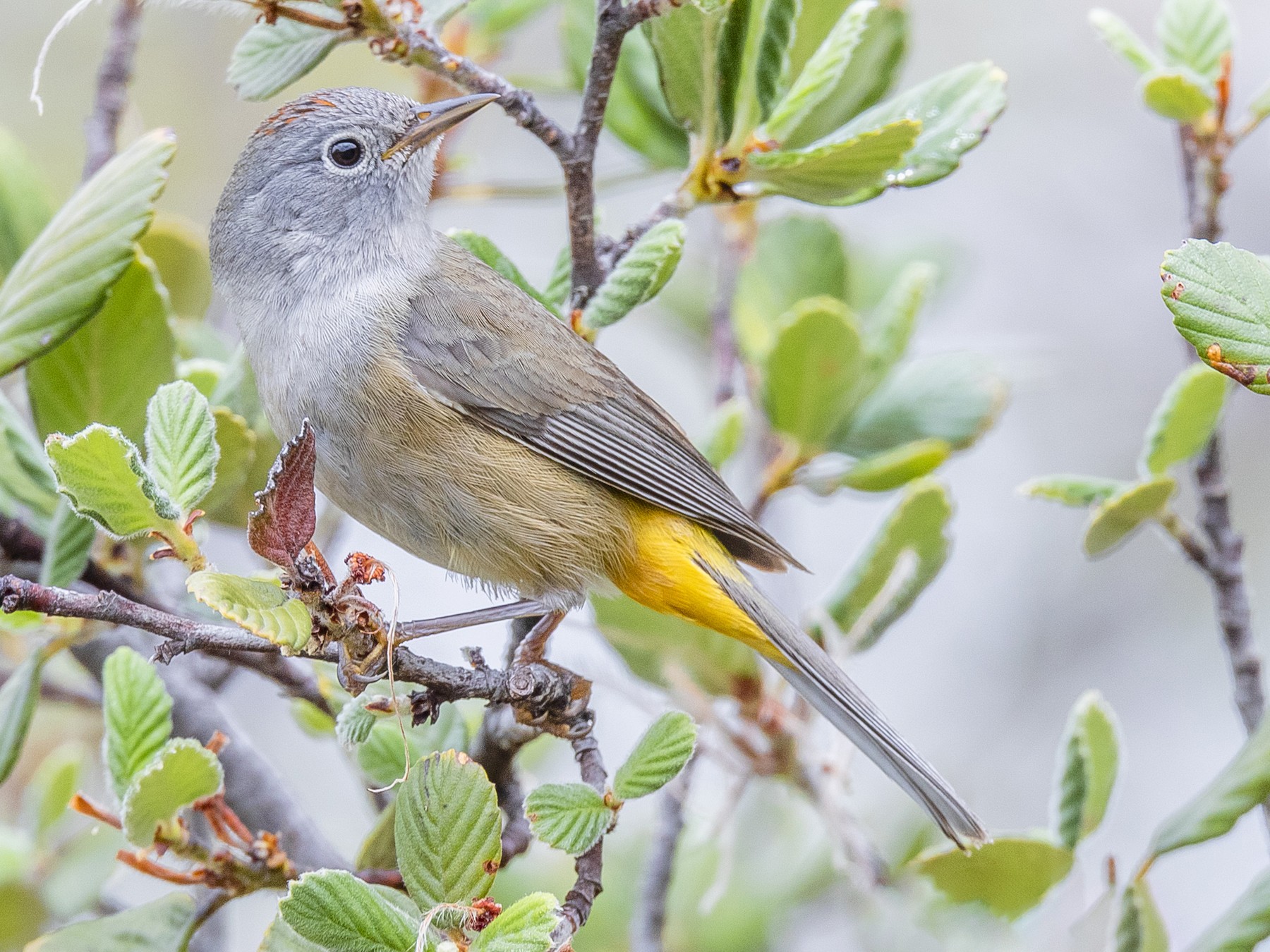 Colima Warbler - eBird