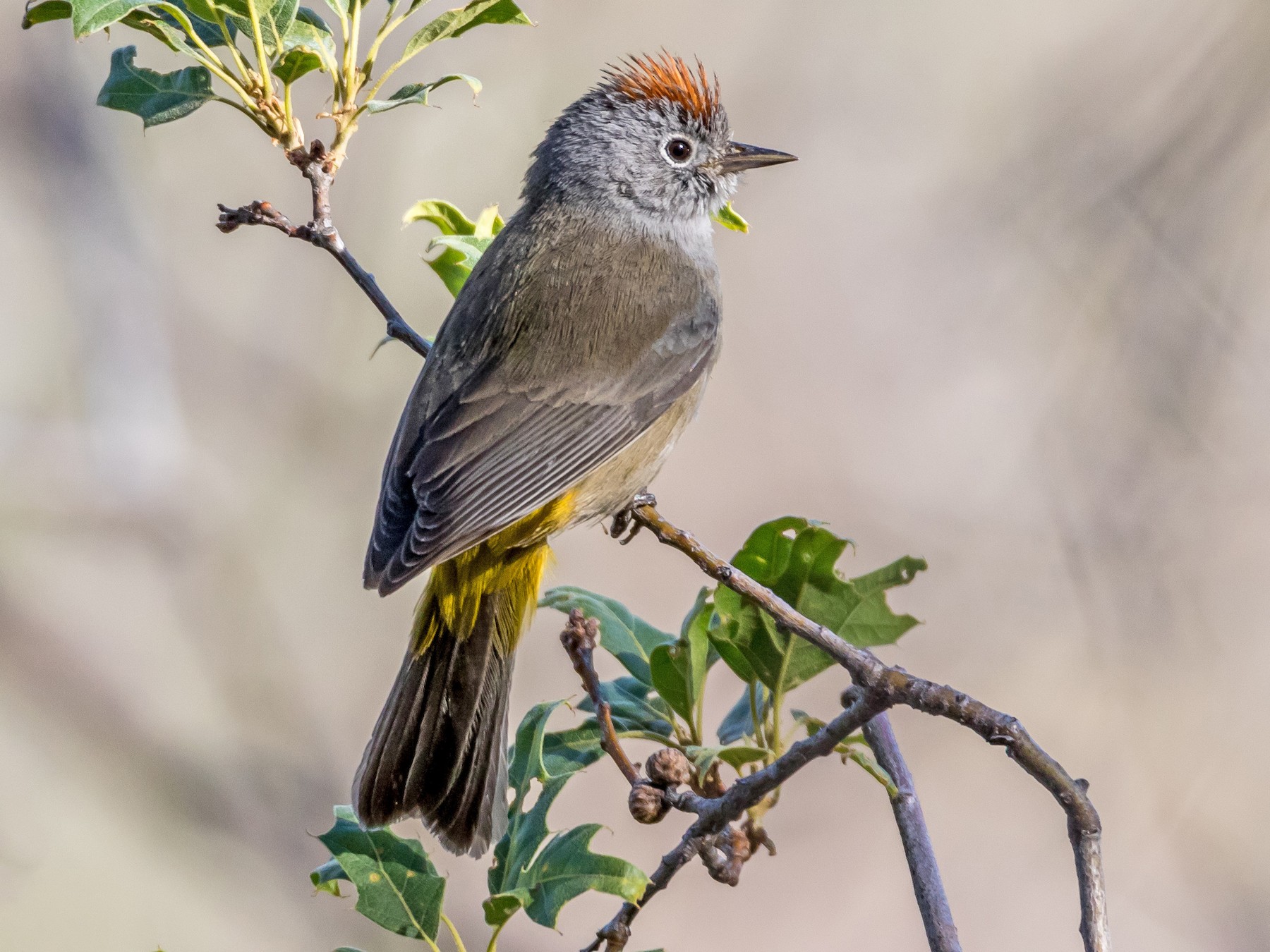 Colima Warbler - eBird