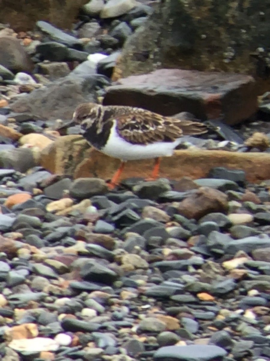 eBird Checklist - 11 Jan 2021 - Castle Island & Pleasure Bay - 20 species