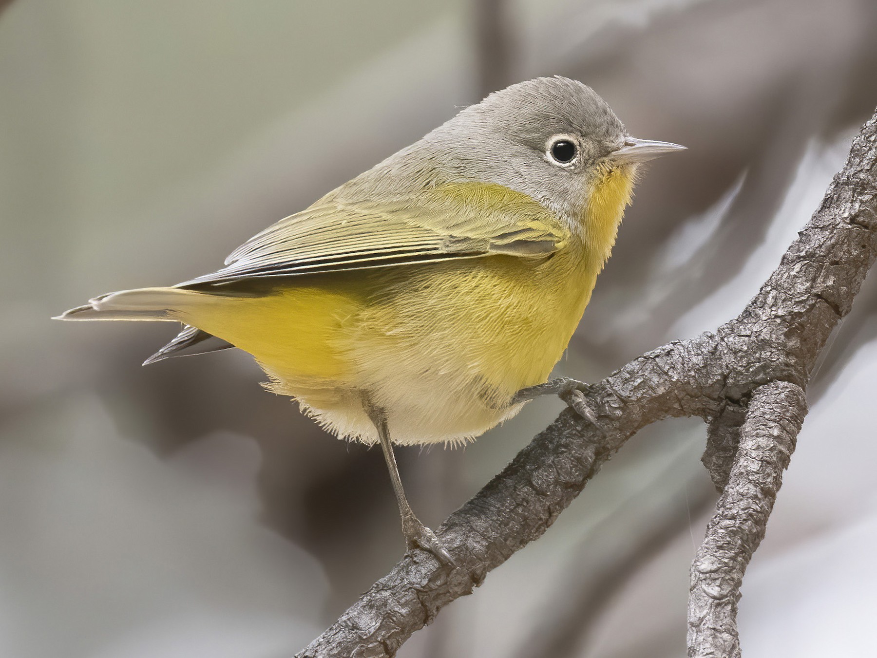 Nashville Warbler - eBird