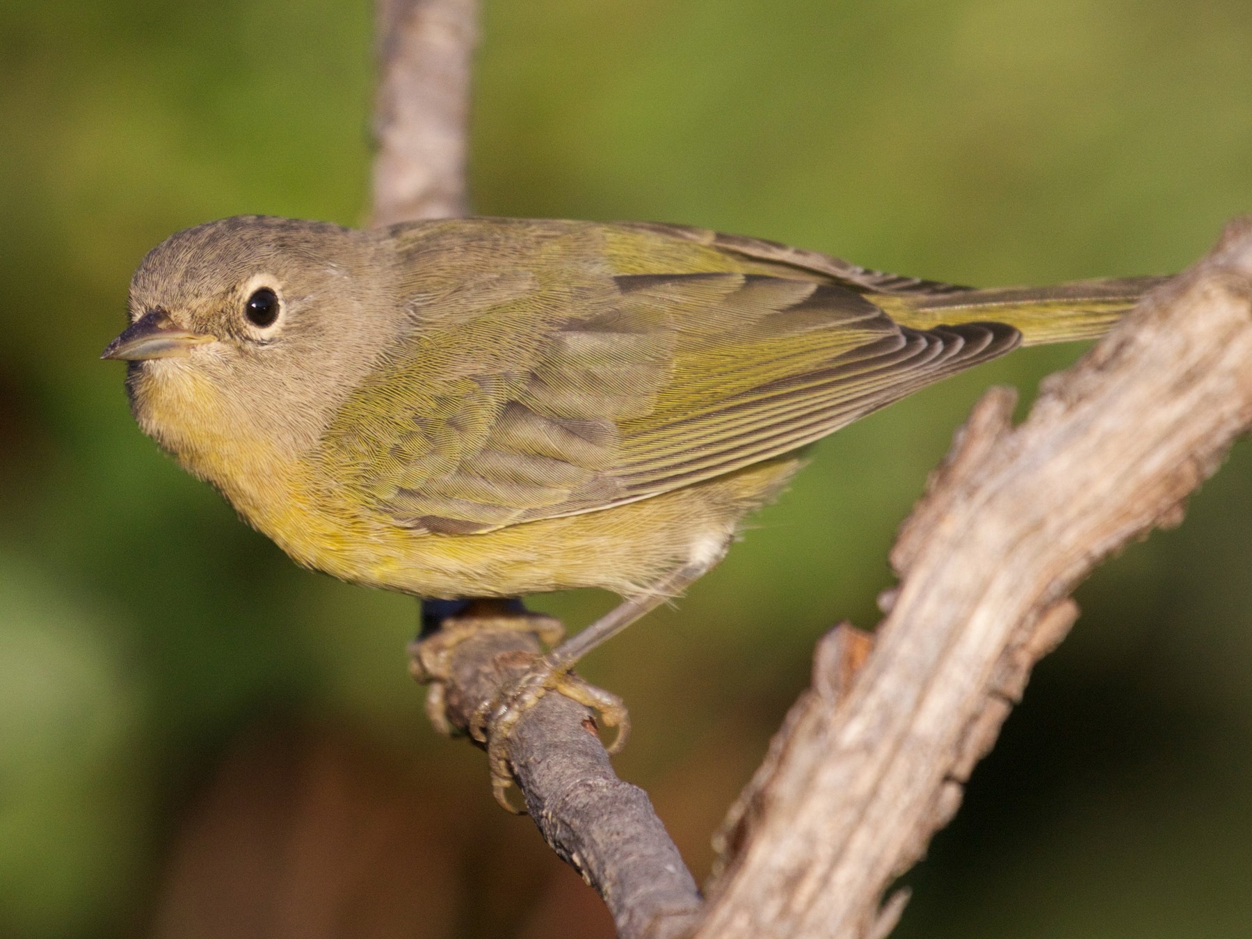 Nashville Warbler - eBird