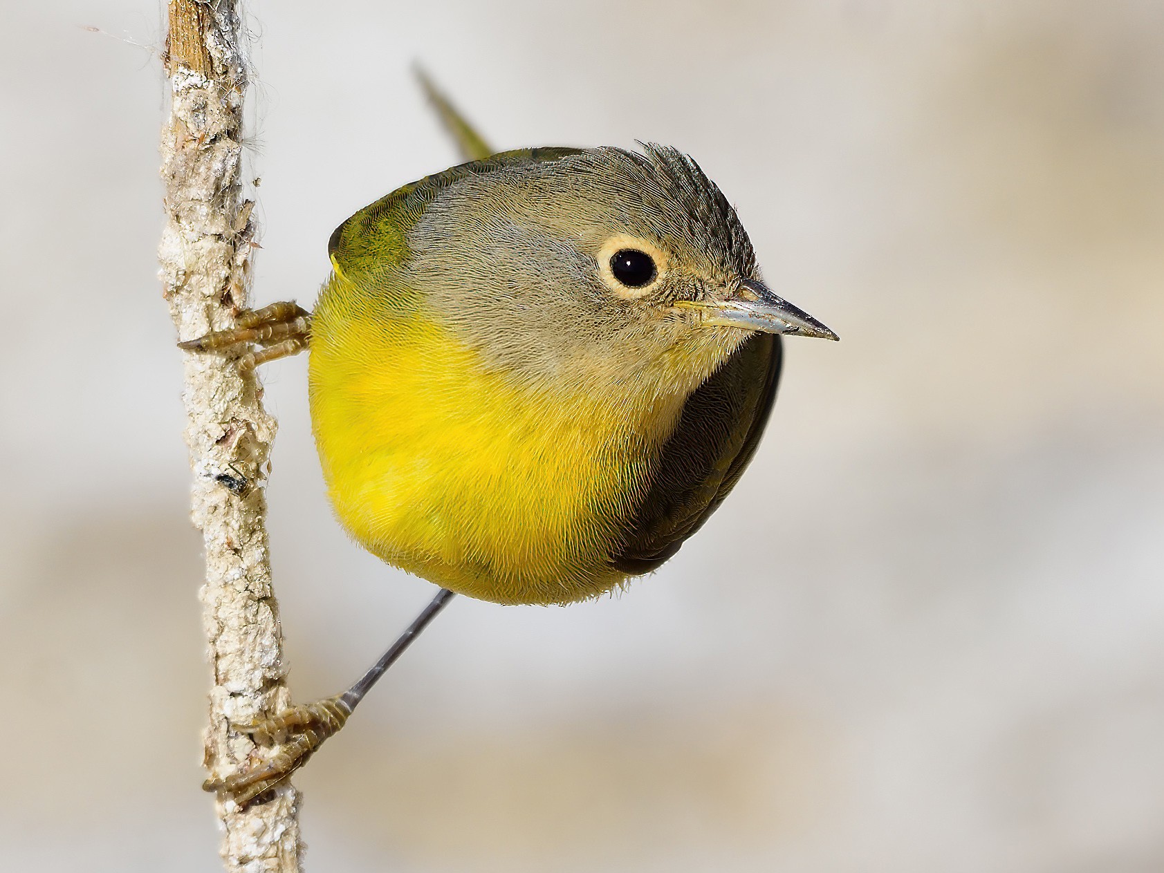 Nashville Warbler - eBird