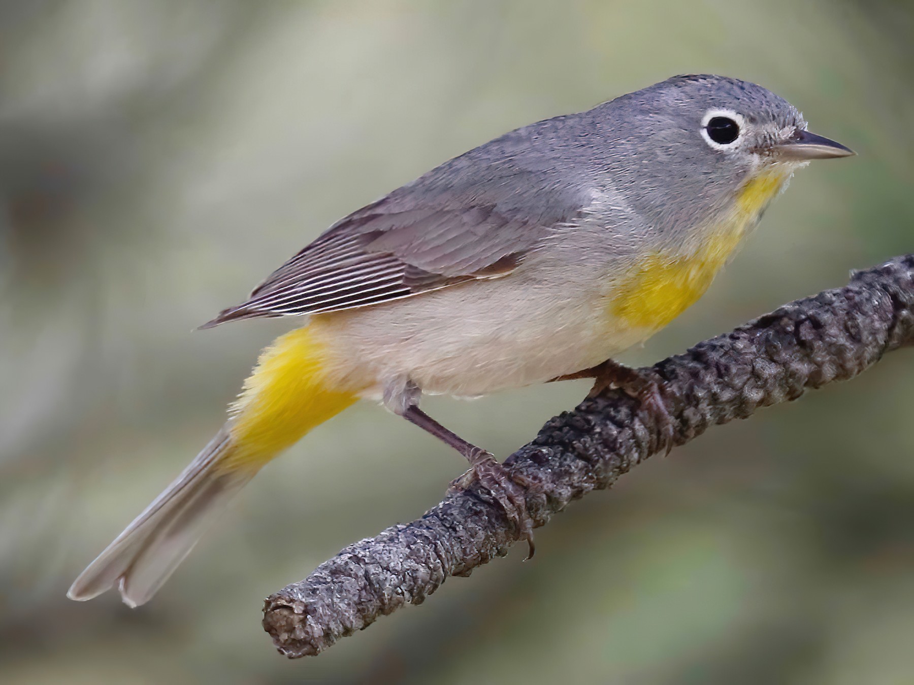 Virginia's Warbler - eBird