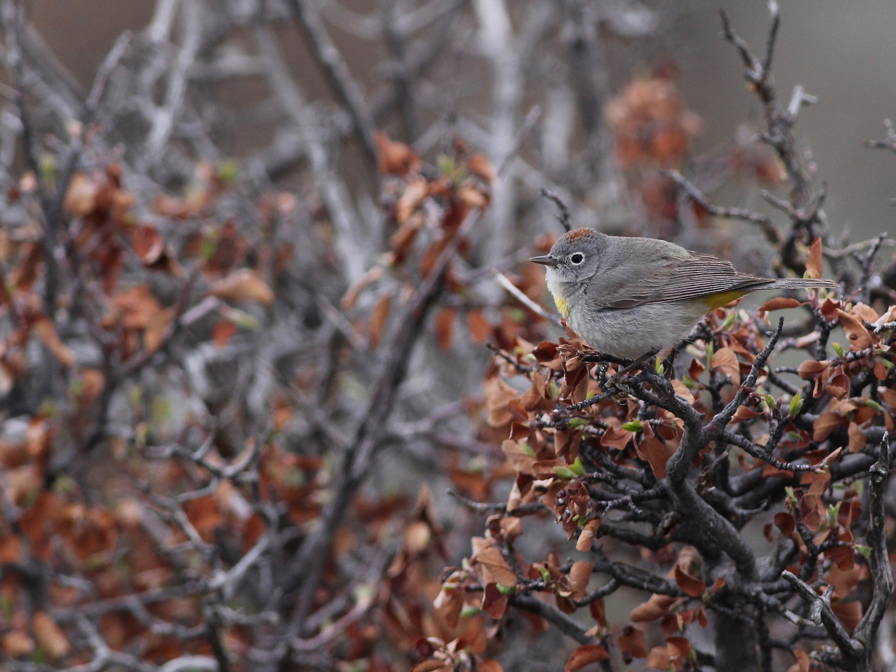 Virginia's Warbler - eBird