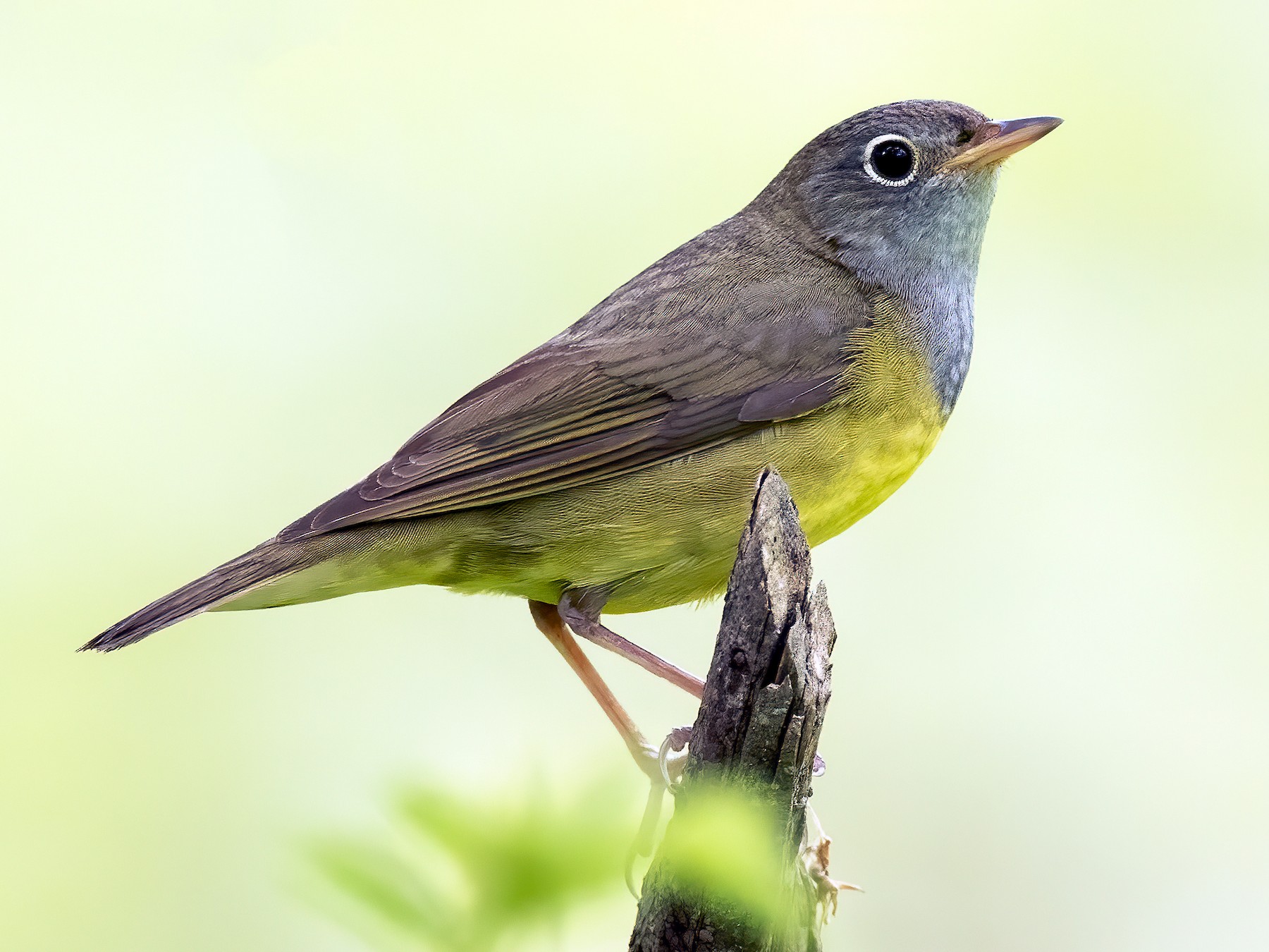 Connecticut Warbler - eBird