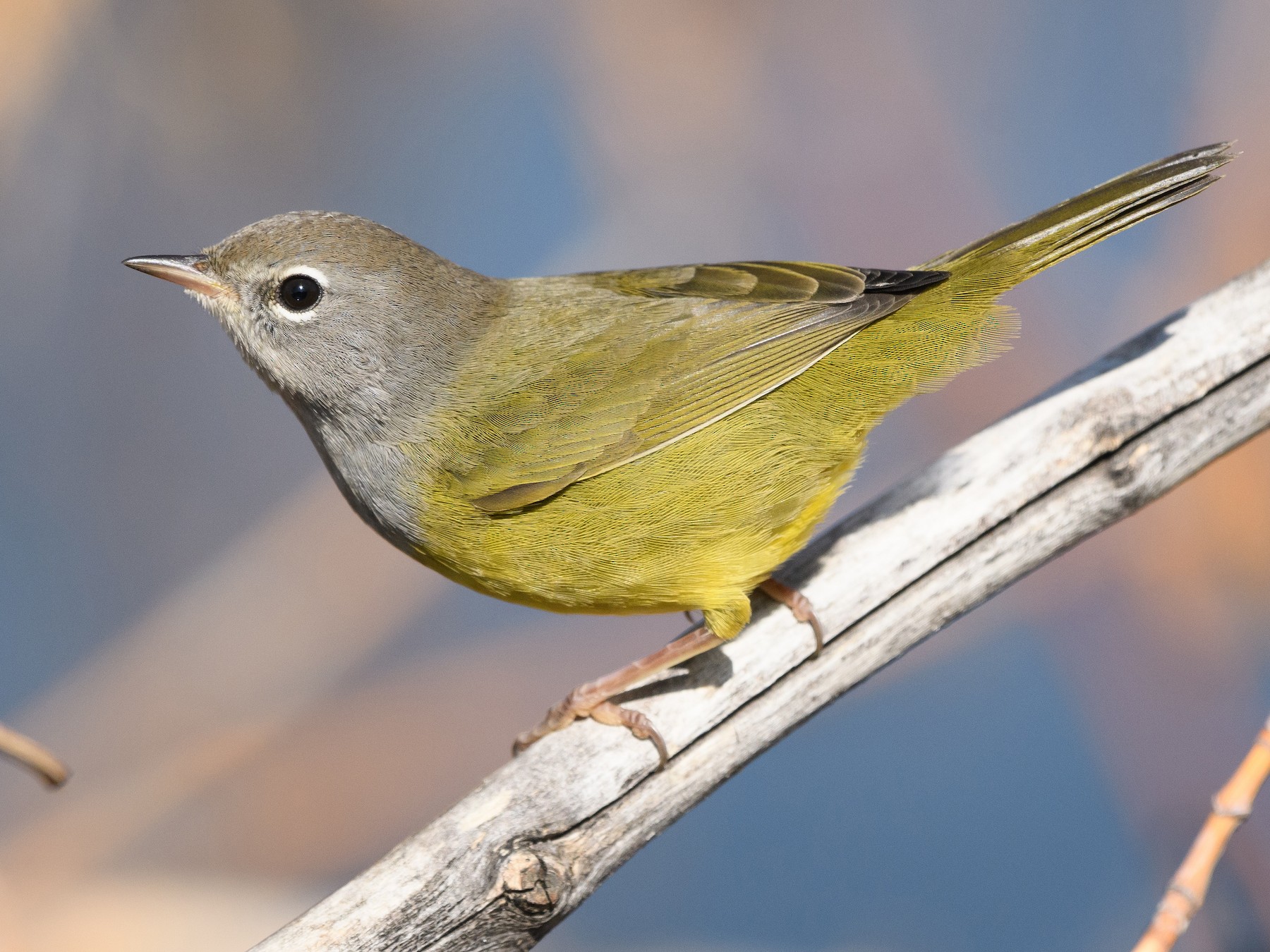 MacGillivray's Warbler - eBird