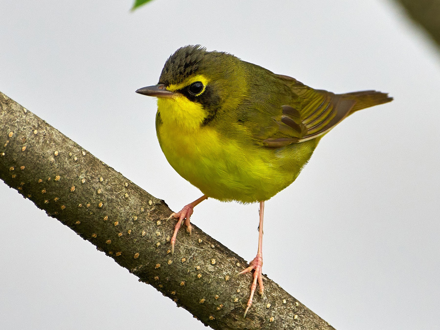 Kentucky Warbler - eBird