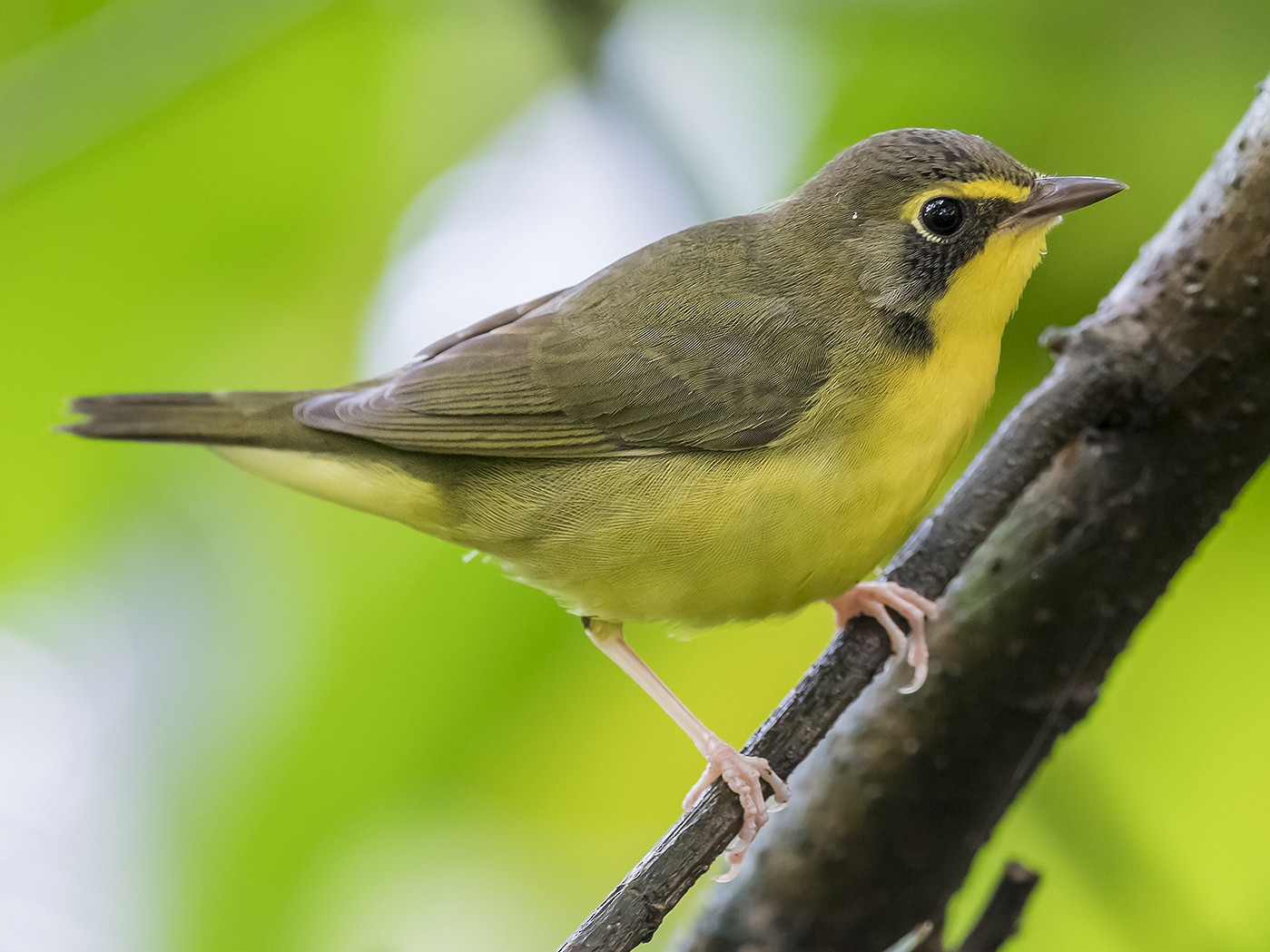Kentucky Warbler - eBird