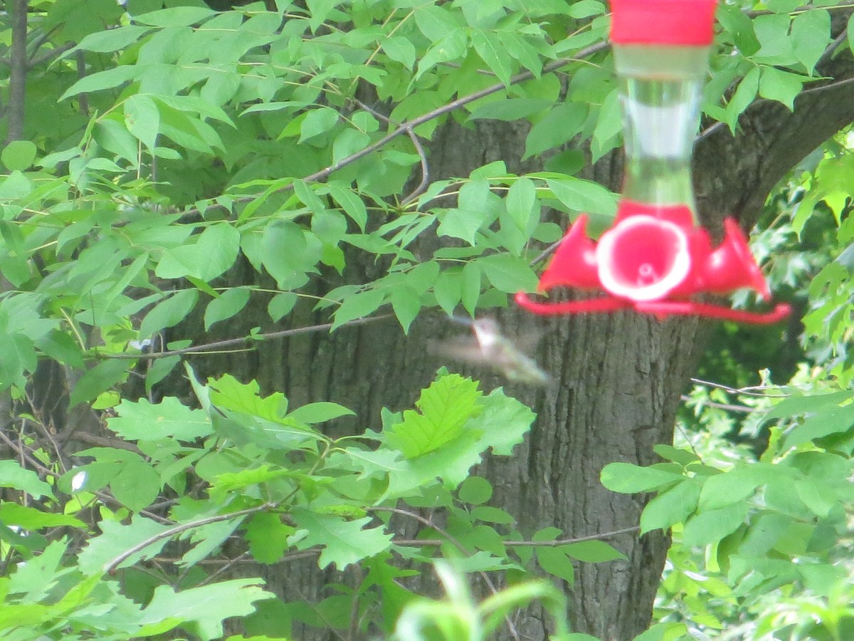 eBird Checklist - 17 Jun 2019 - Chippewa Nature Center - 12 species