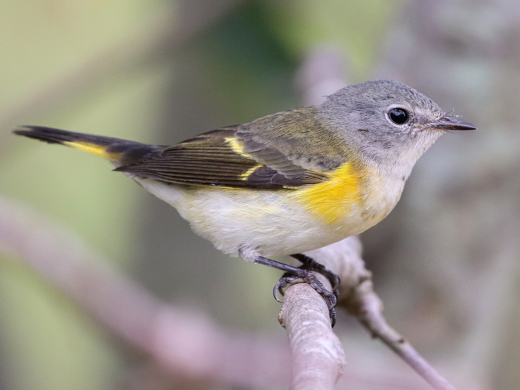 American Redstart - eBird
