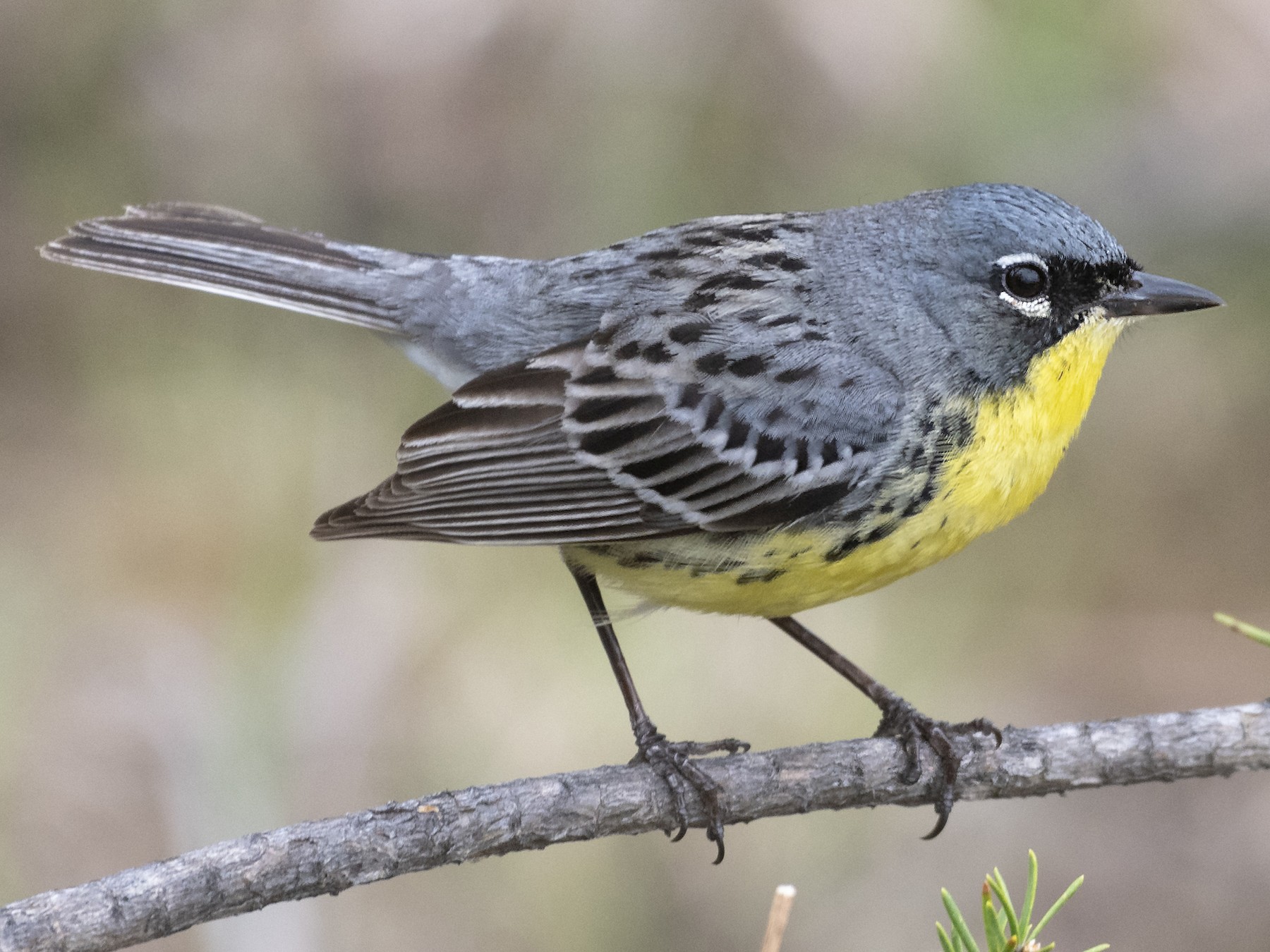 Kirtland's Warbler - eBird
