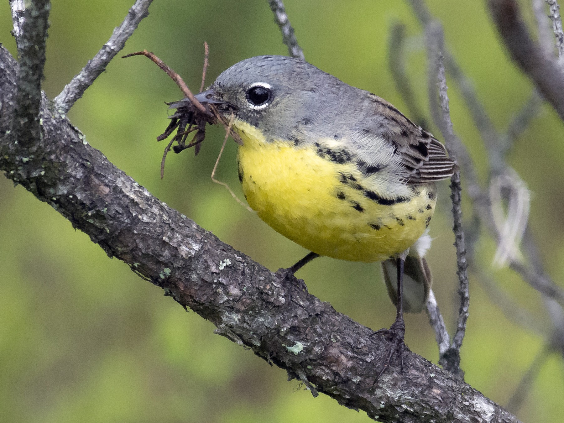 Kirtland's Warbler - eBird