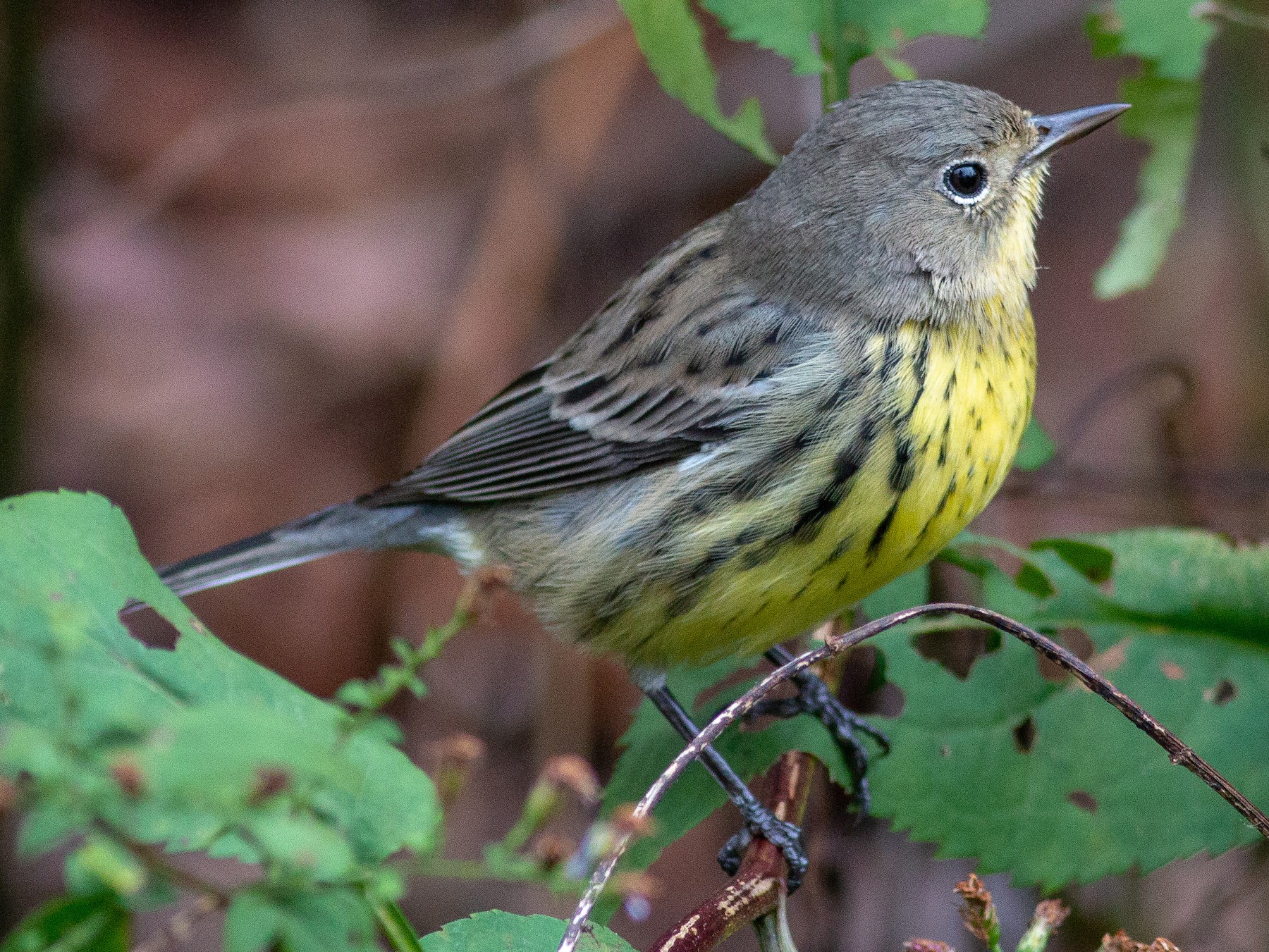 Kirtland's Warbler - eBird