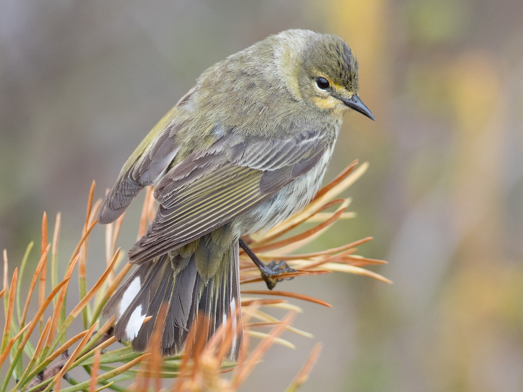 Cape May Warbler - eBird