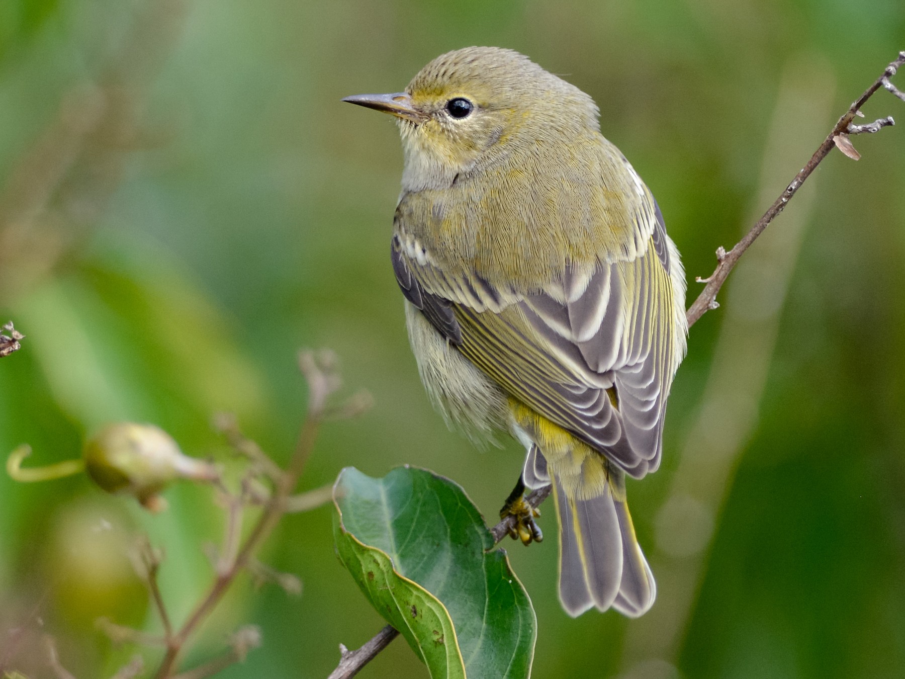 Cape May Warbler - eBird