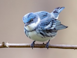 Cerulean Warbler - eBird