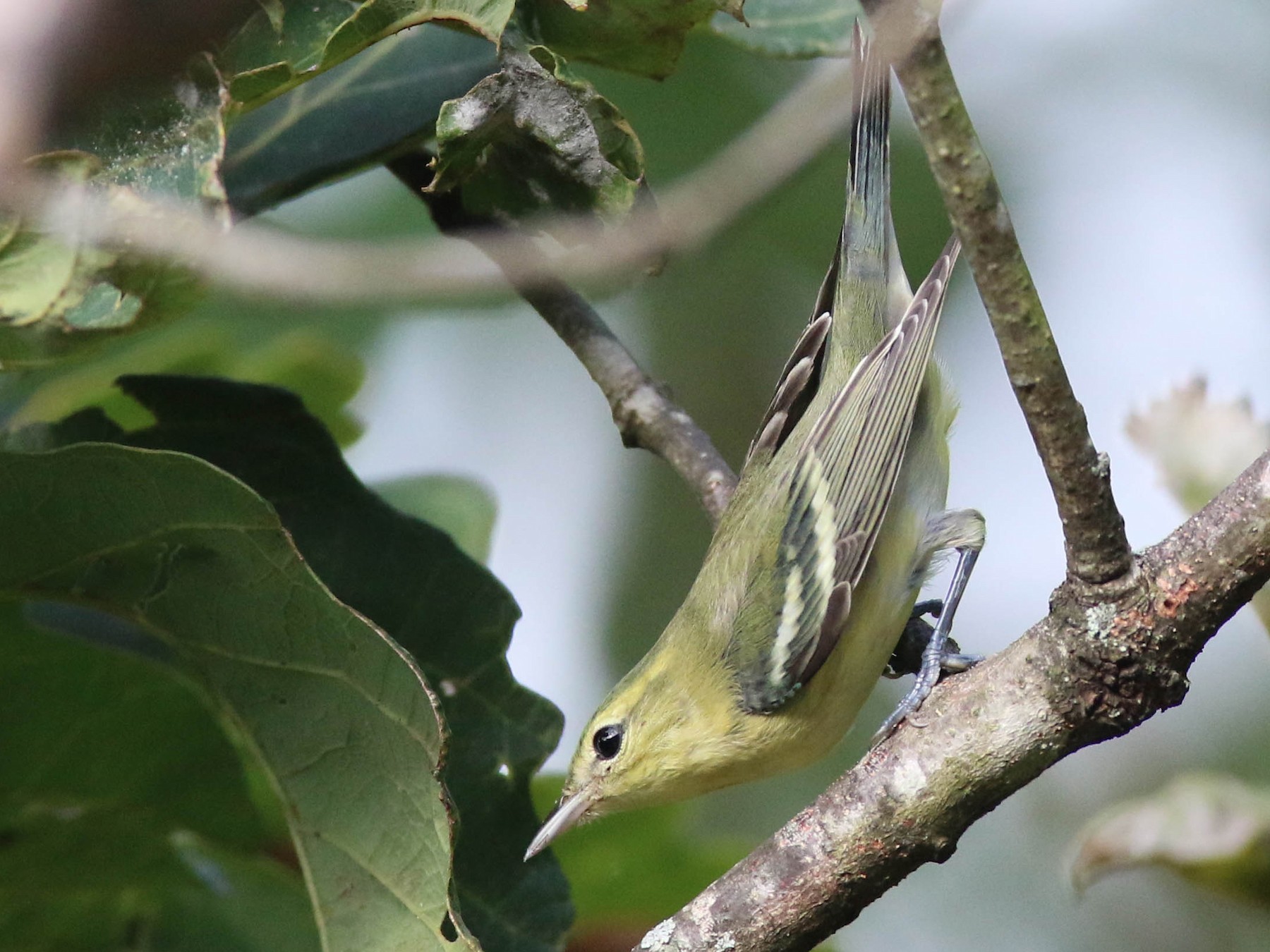 Cerulean Warbler - eBird