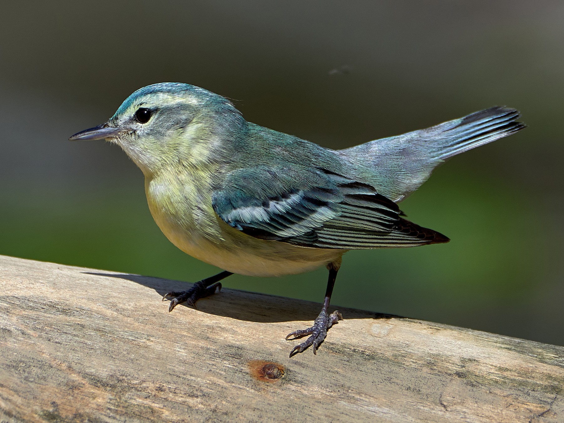Cerulean Warbler - Maryland-DC Breeding Bird Atlas