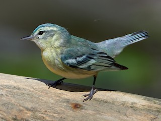 Cerulean Warbler - eBird