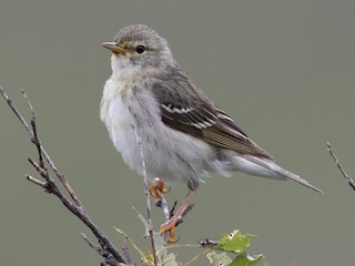 Blackpoll Warbler - eBird