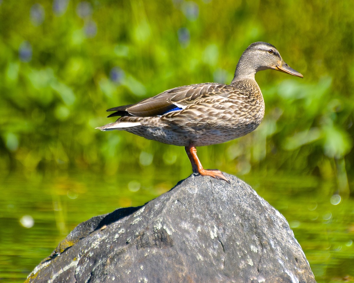 eBird Checklist - 14 Sep 2012 - Moen Lake Chain (forest and lakes) - 7 ...