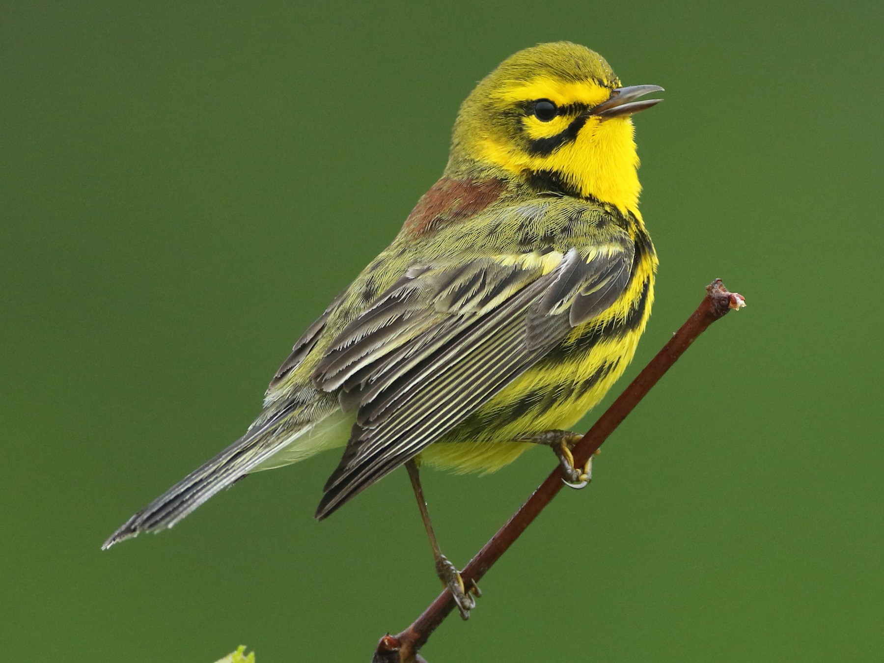 Prairie Warbler - eBird