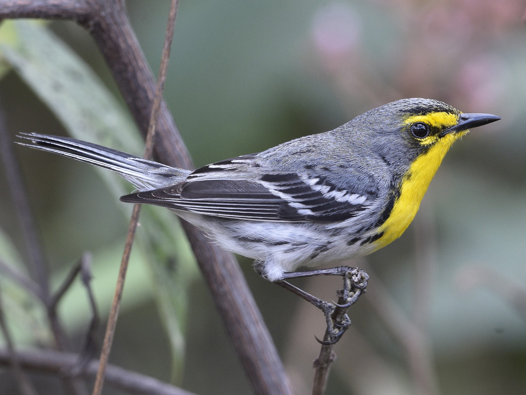 Grace's Warbler - eBird