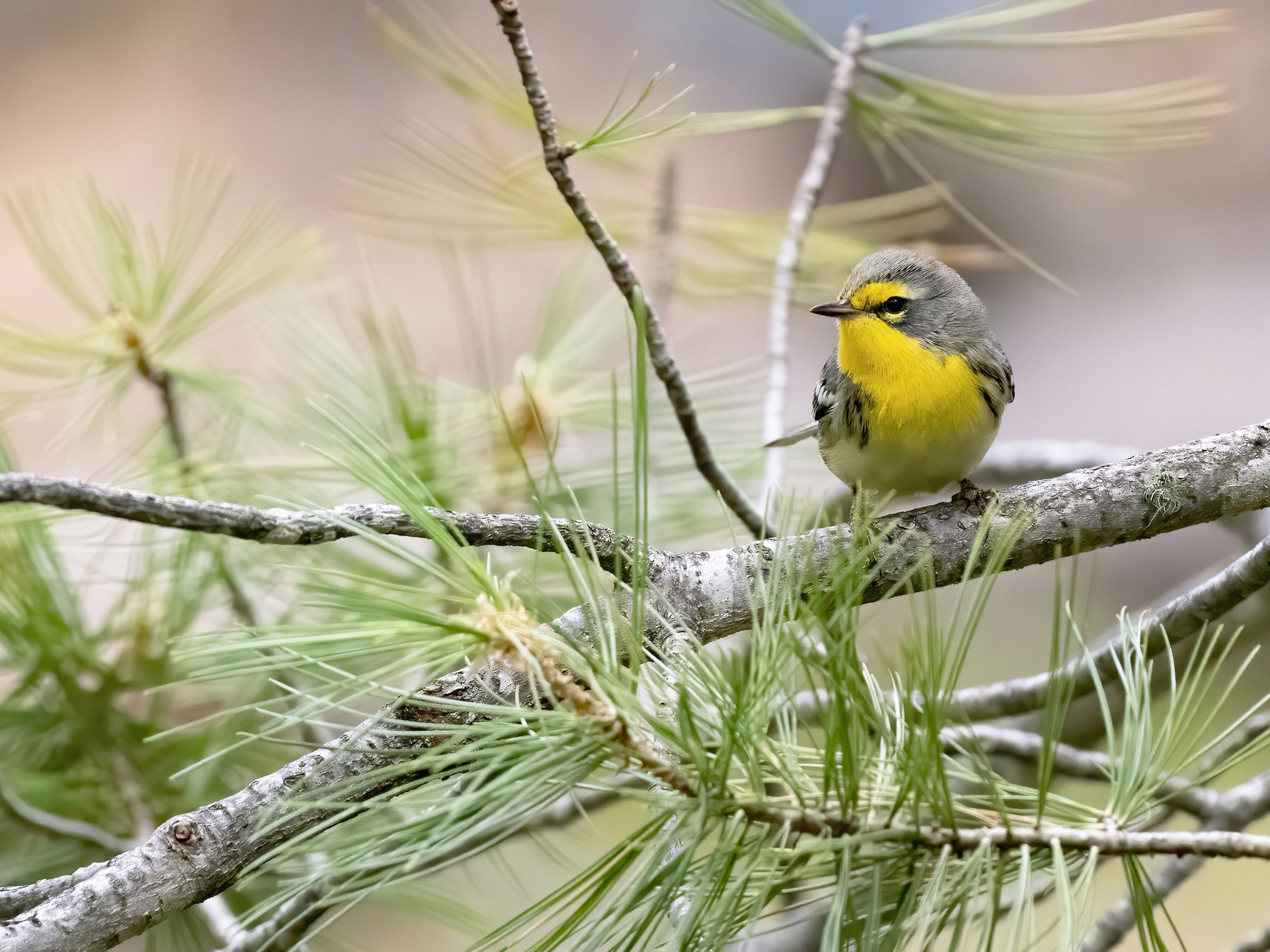 Grace's Warbler - eBird