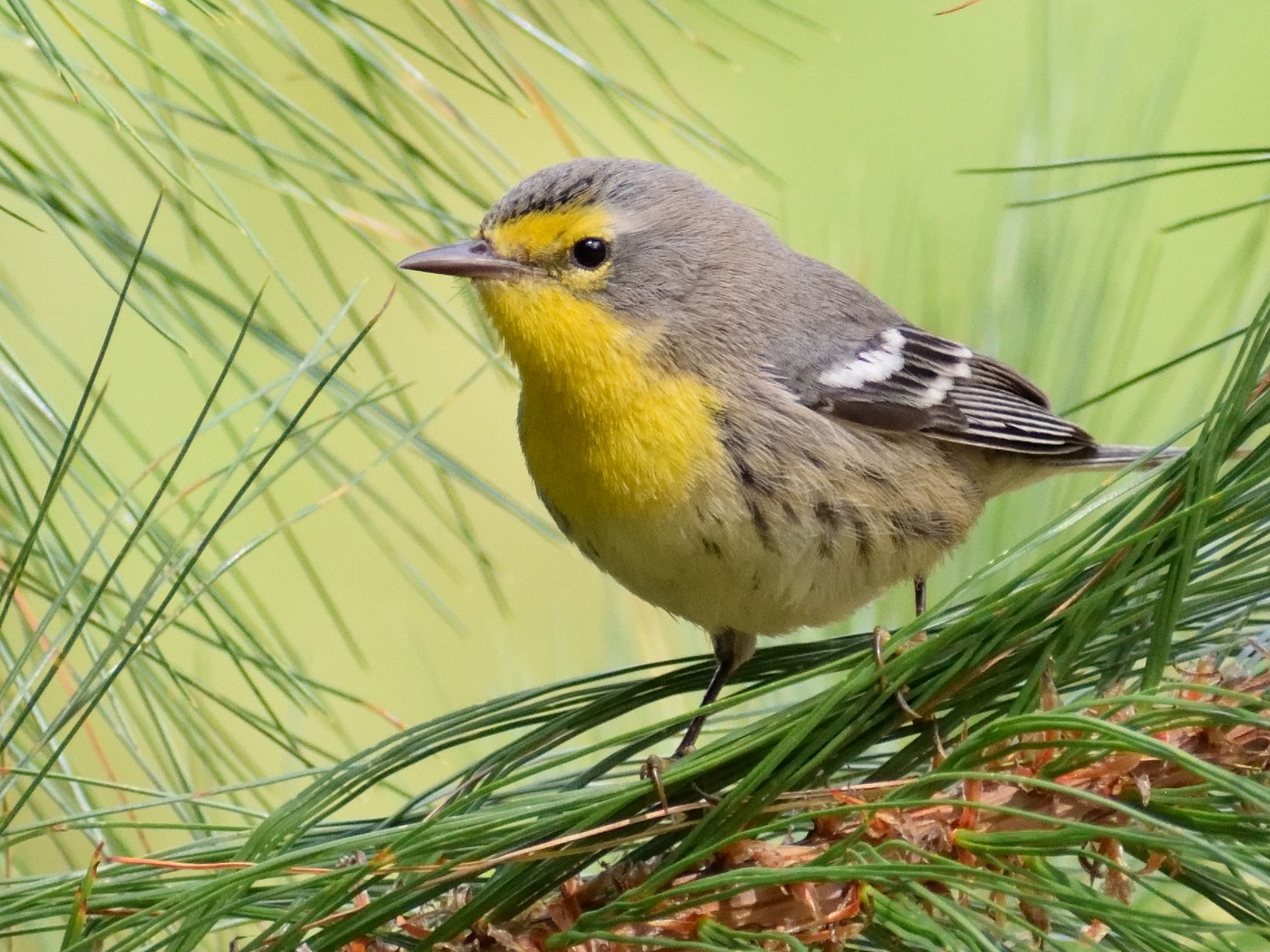 Grace's Warbler - eBird