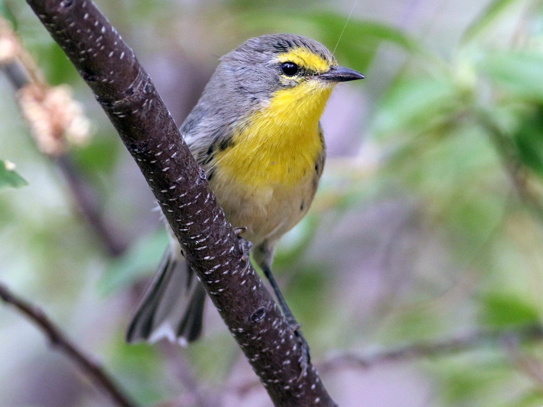 Reinita de Grace - eBird