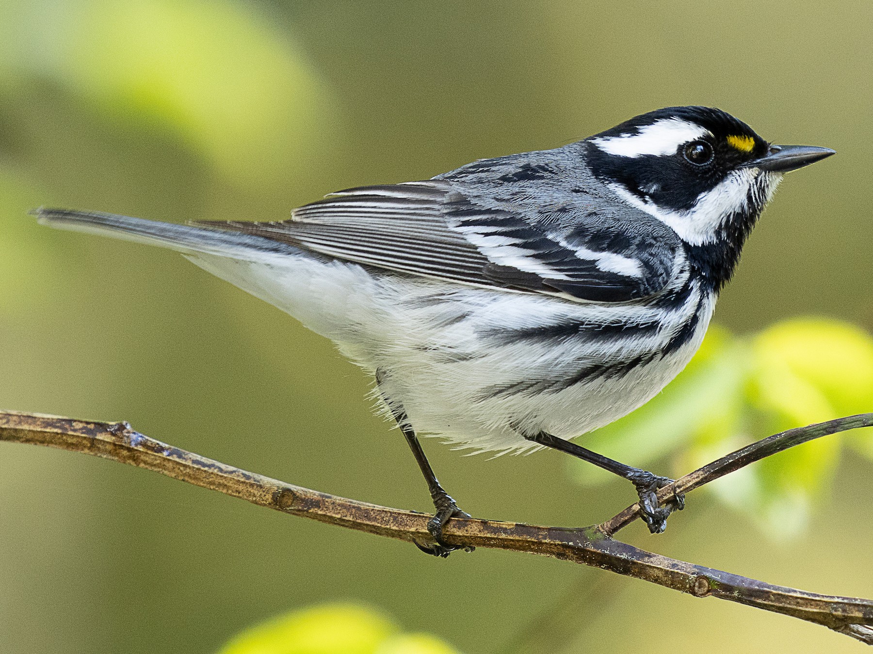 Black-throated Gray Warbler - eBird