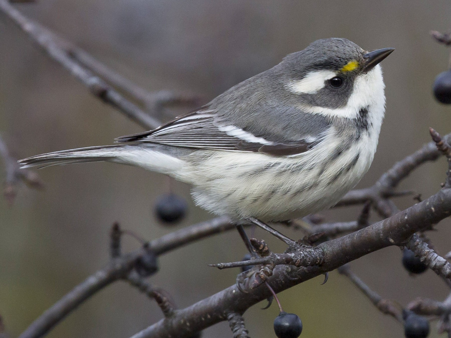 Black-throated Gray Warbler - eBird