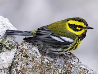 Townsend's Warbler - eBird