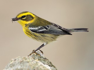 Townsend's Warbler - eBird