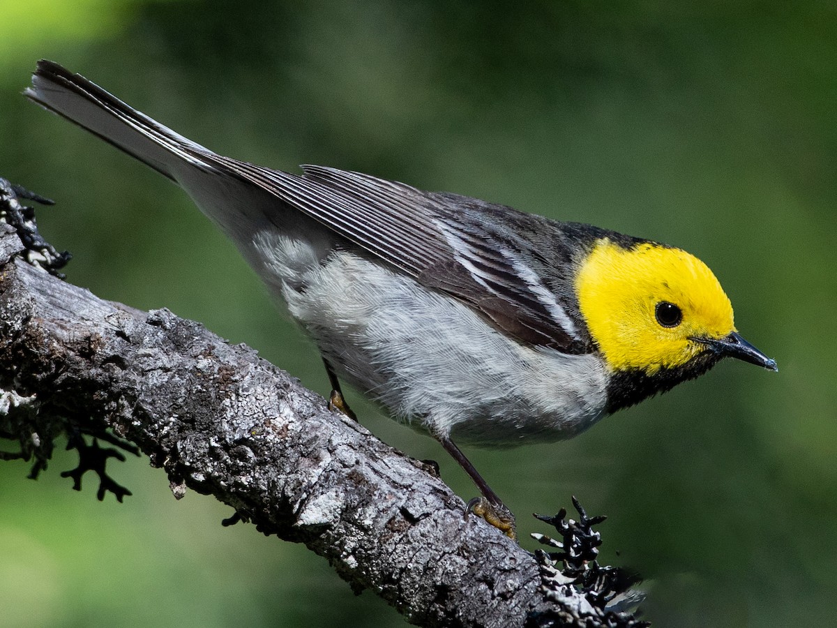 Oregon Species Overview | BirdWise ID Quizzes