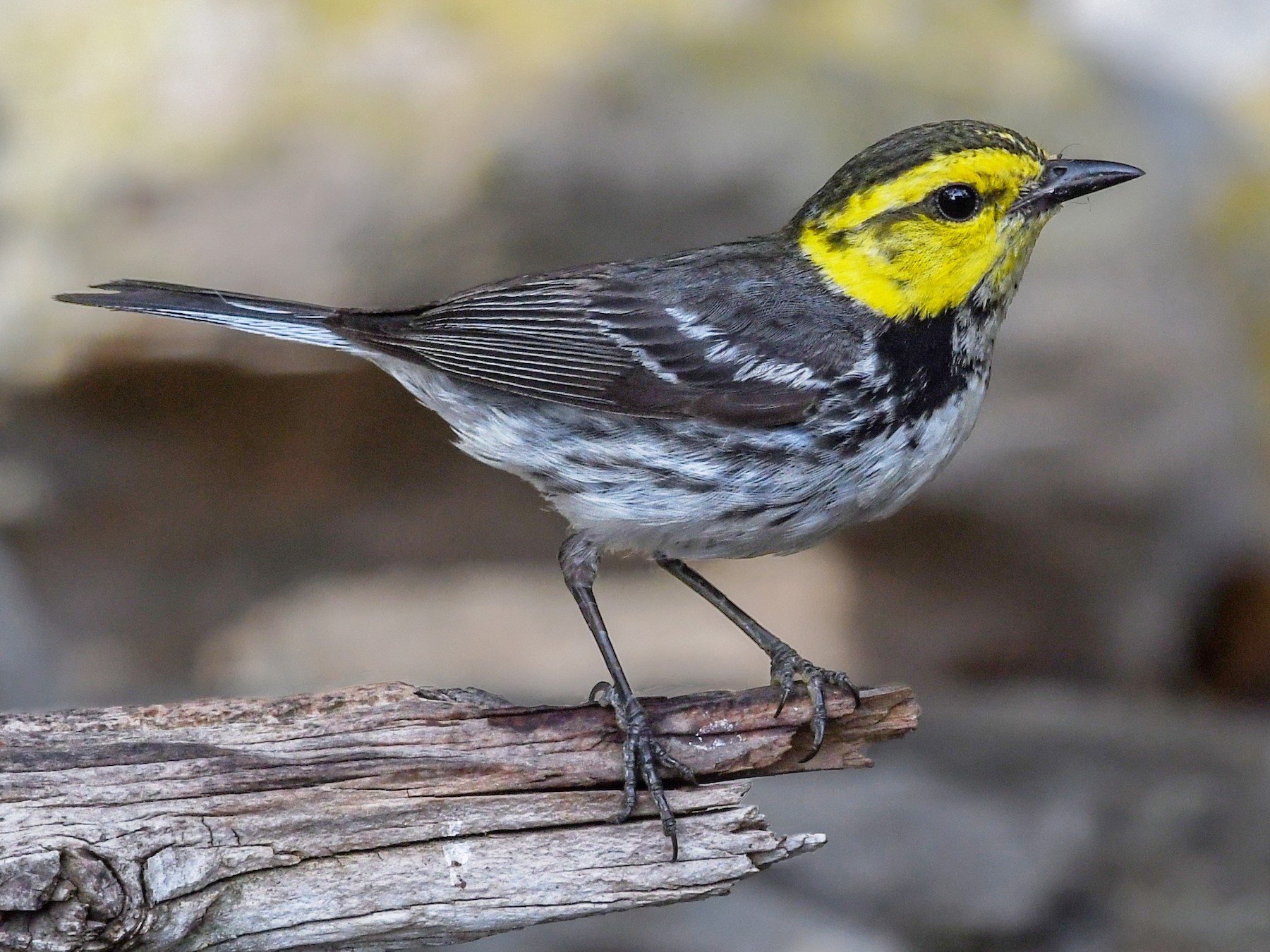 Golden-cheeked Warbler - eBird
