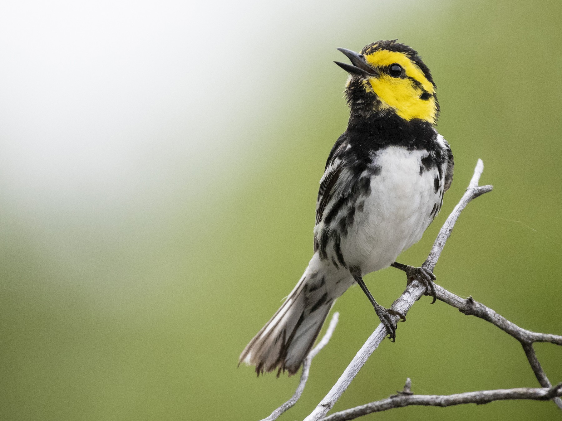 Golden-cheeked Warbler - eBird