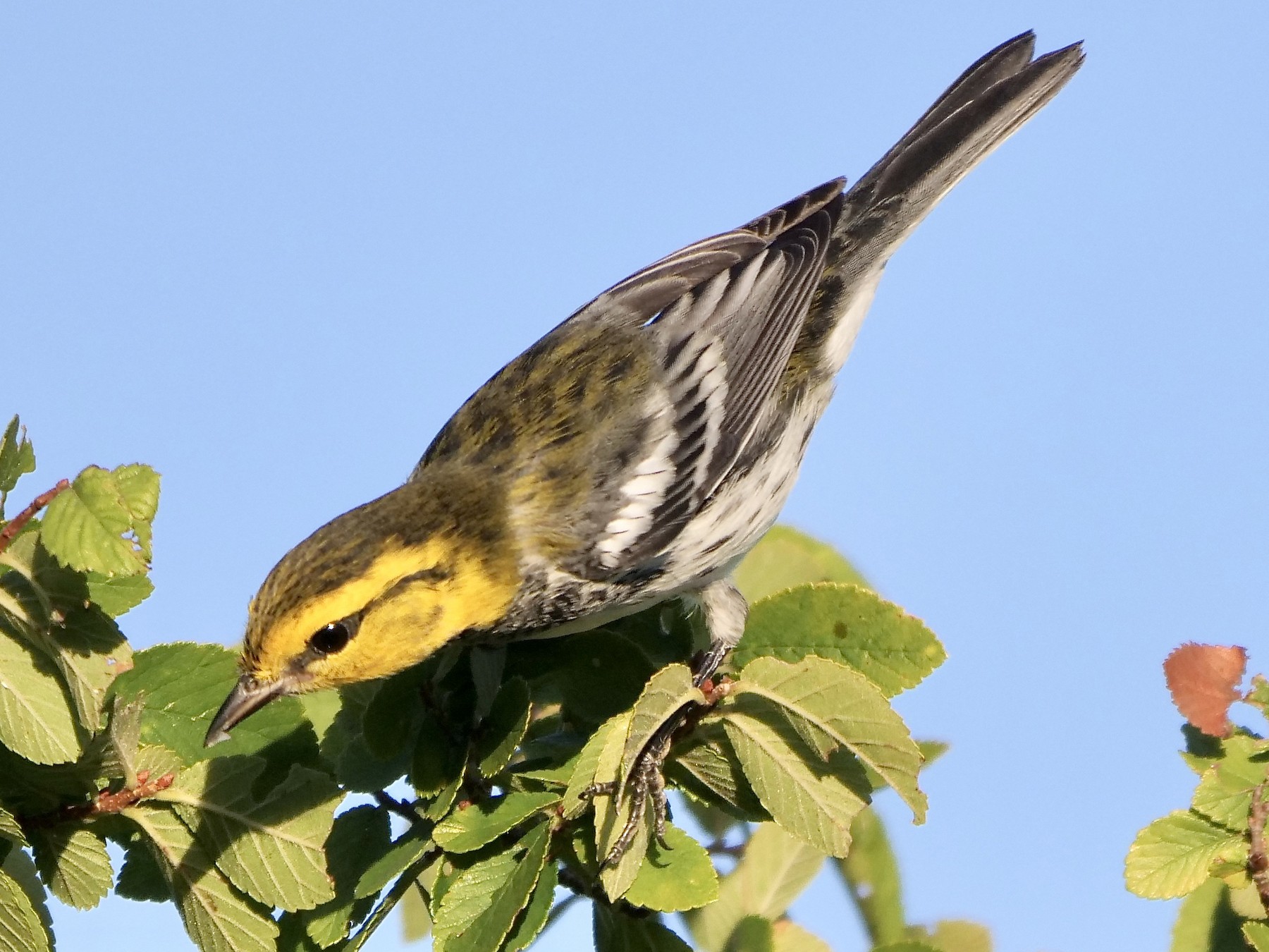 Golden-cheeked Warbler - eBird