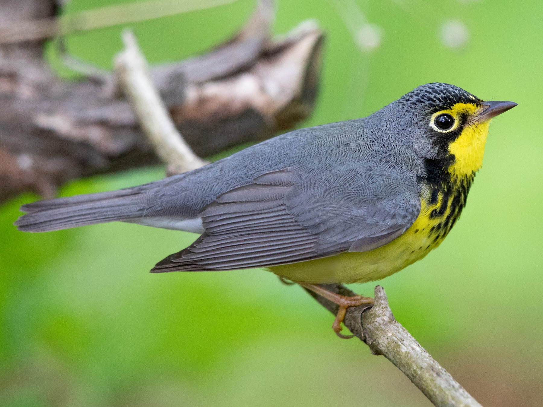 Canada Warbler - eBird