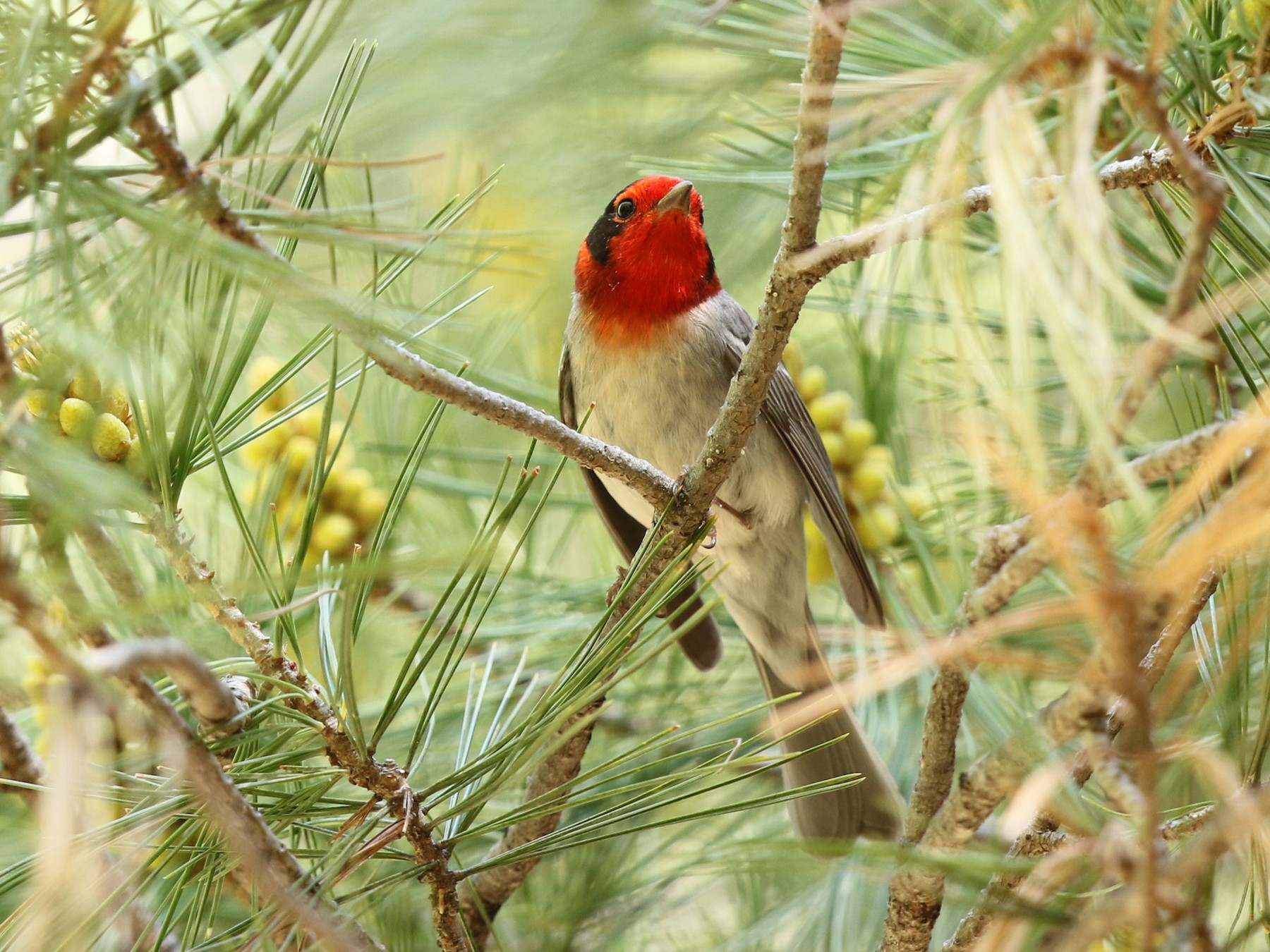 Red-faced Warbler - eBird