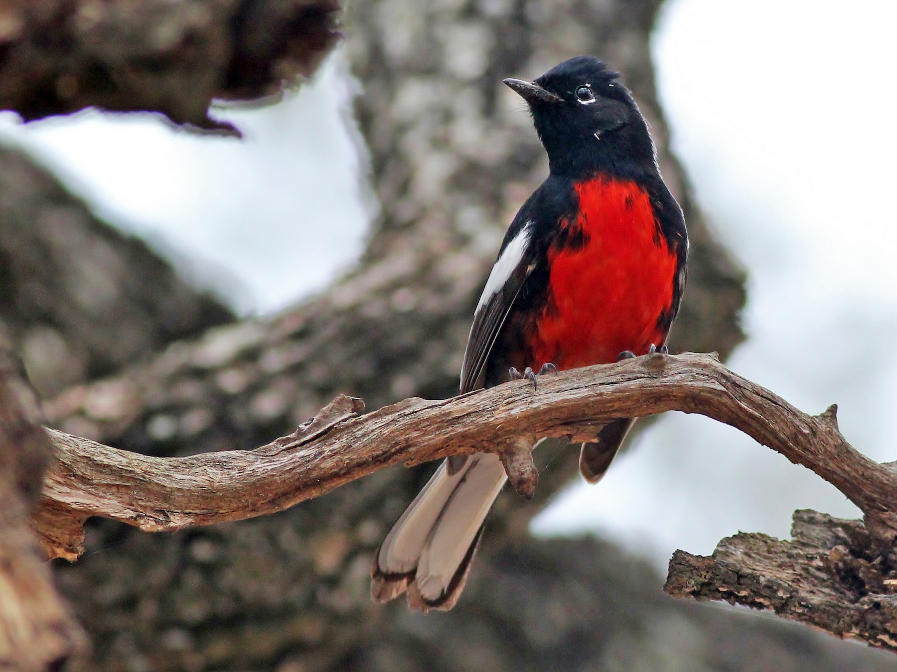 Painted Redstart - eBird