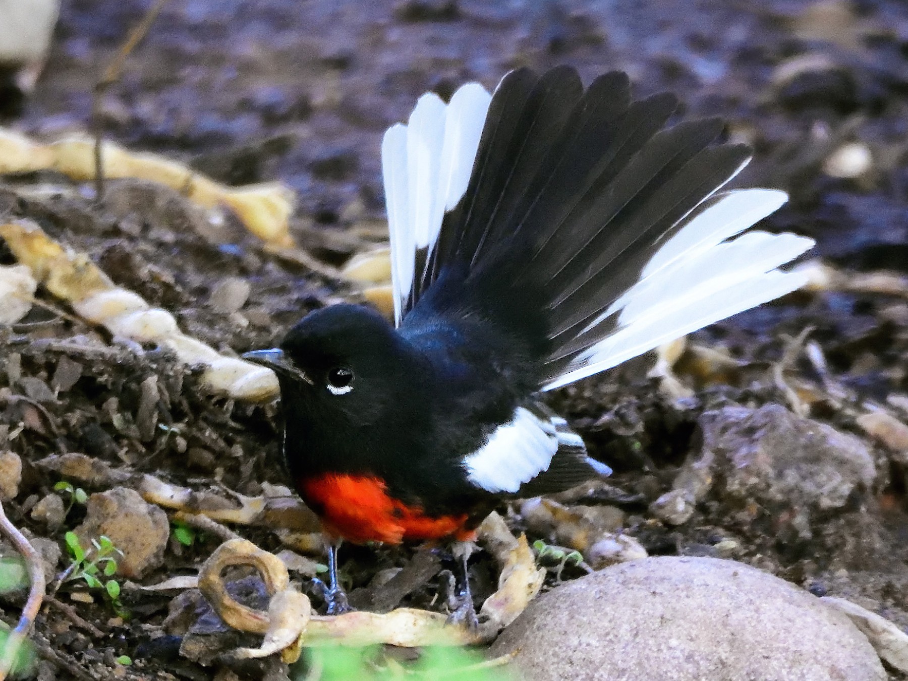 Painted Redstart - eBird