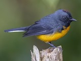 Slate-throated Redstart - Predictive performance metrics - eBird Status and Trends