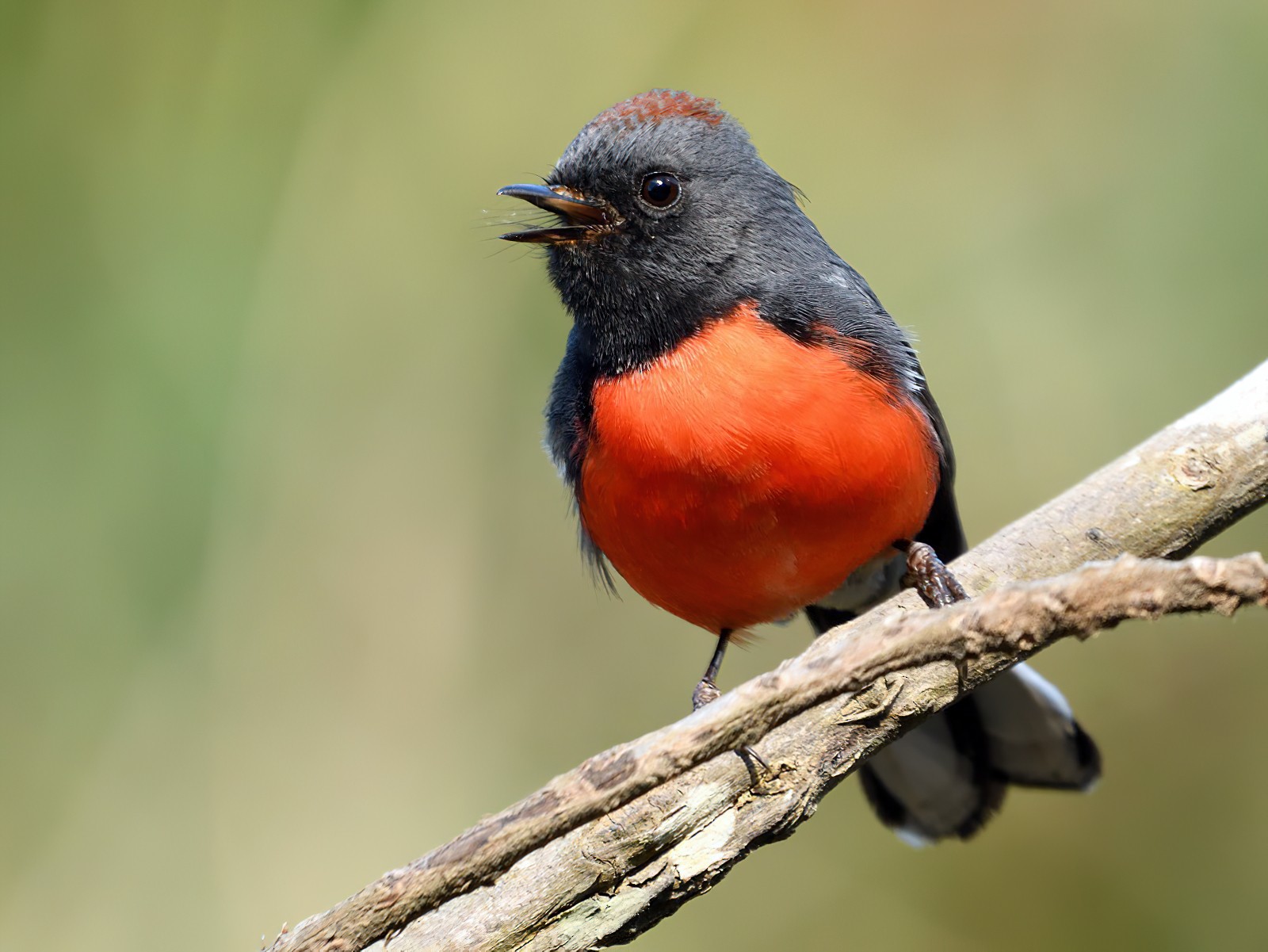 Slate-throated Redstart - eBird