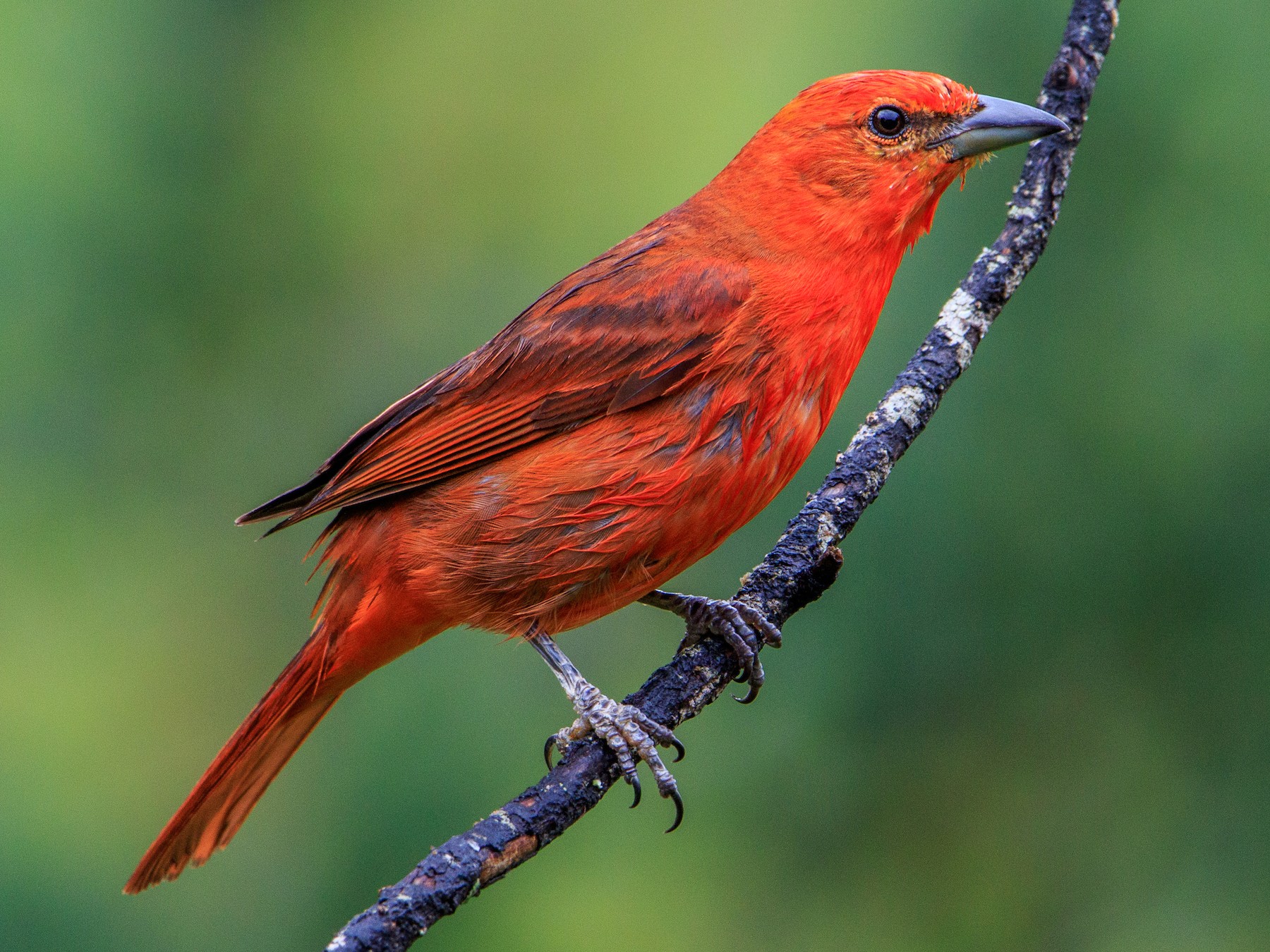 Summer Tanager Juvenile